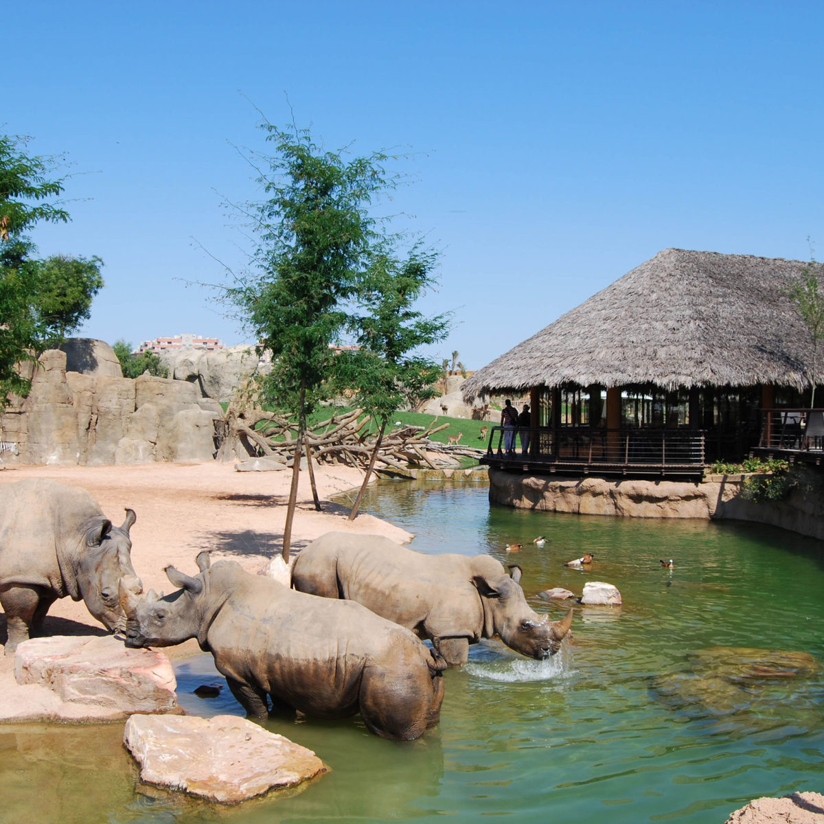 PARQUES DE ANIMALES - Amusement Logic