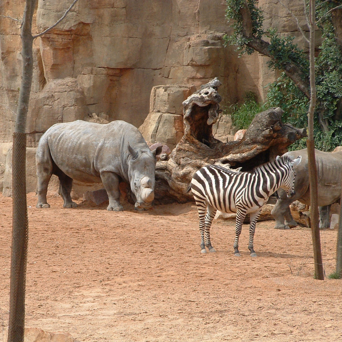 PARQUES DE ANIMALES - Amusement Logic